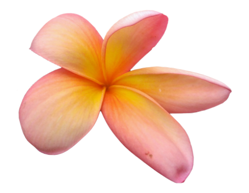 Naturothérapeute et massothérapeute à Montréal - Mathilde Liacre